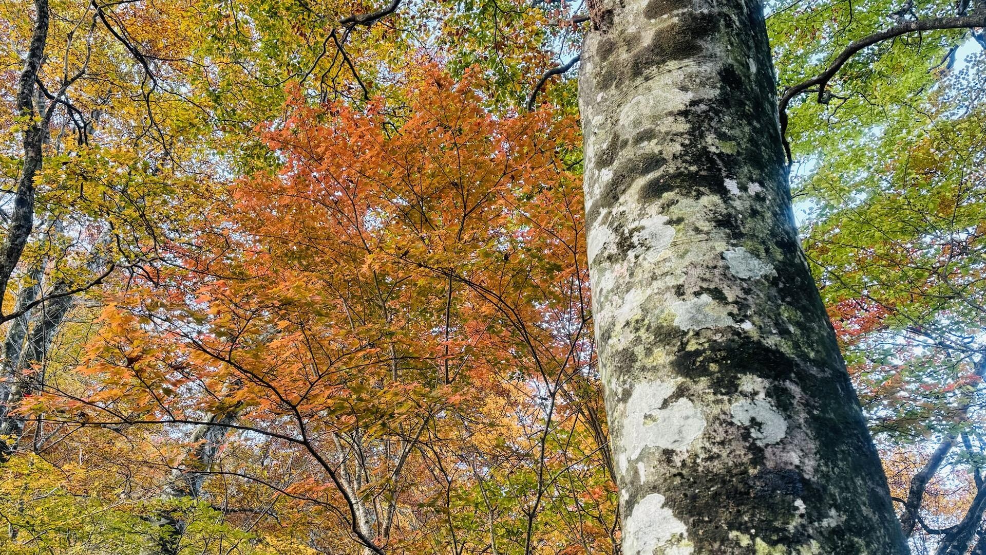 初めての⛰️荒島岳 / R320さんの荒島岳の活動データ | YAMAP / ヤマップ