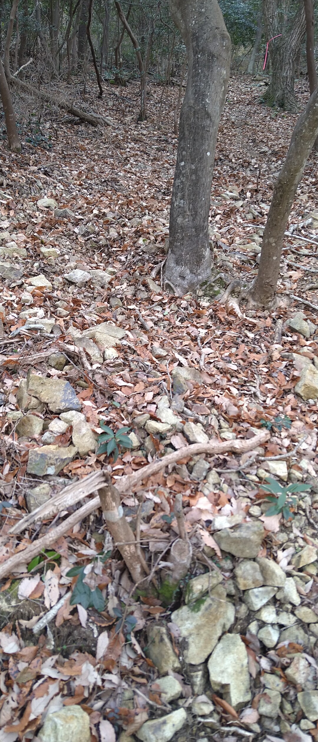 kame11さんの投稿したフィールドメモ | YAMAP / ヤマップ