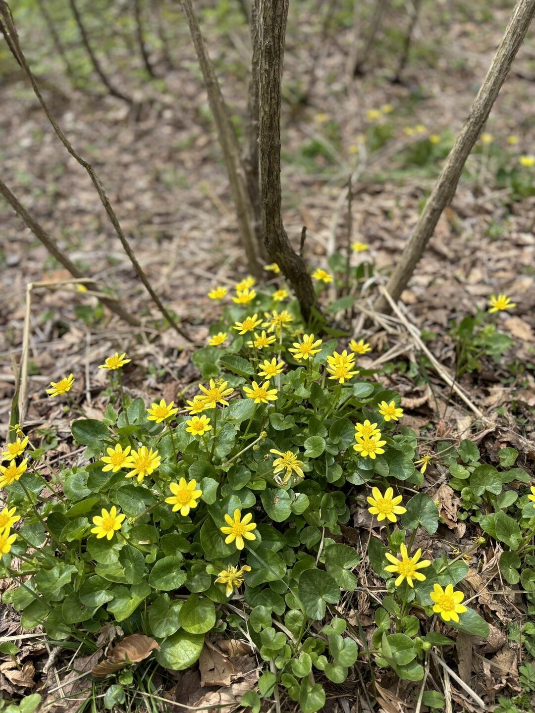 角田山（長者原山） / kkoさんの角田山の活動データ | YAMAP / ヤマップ