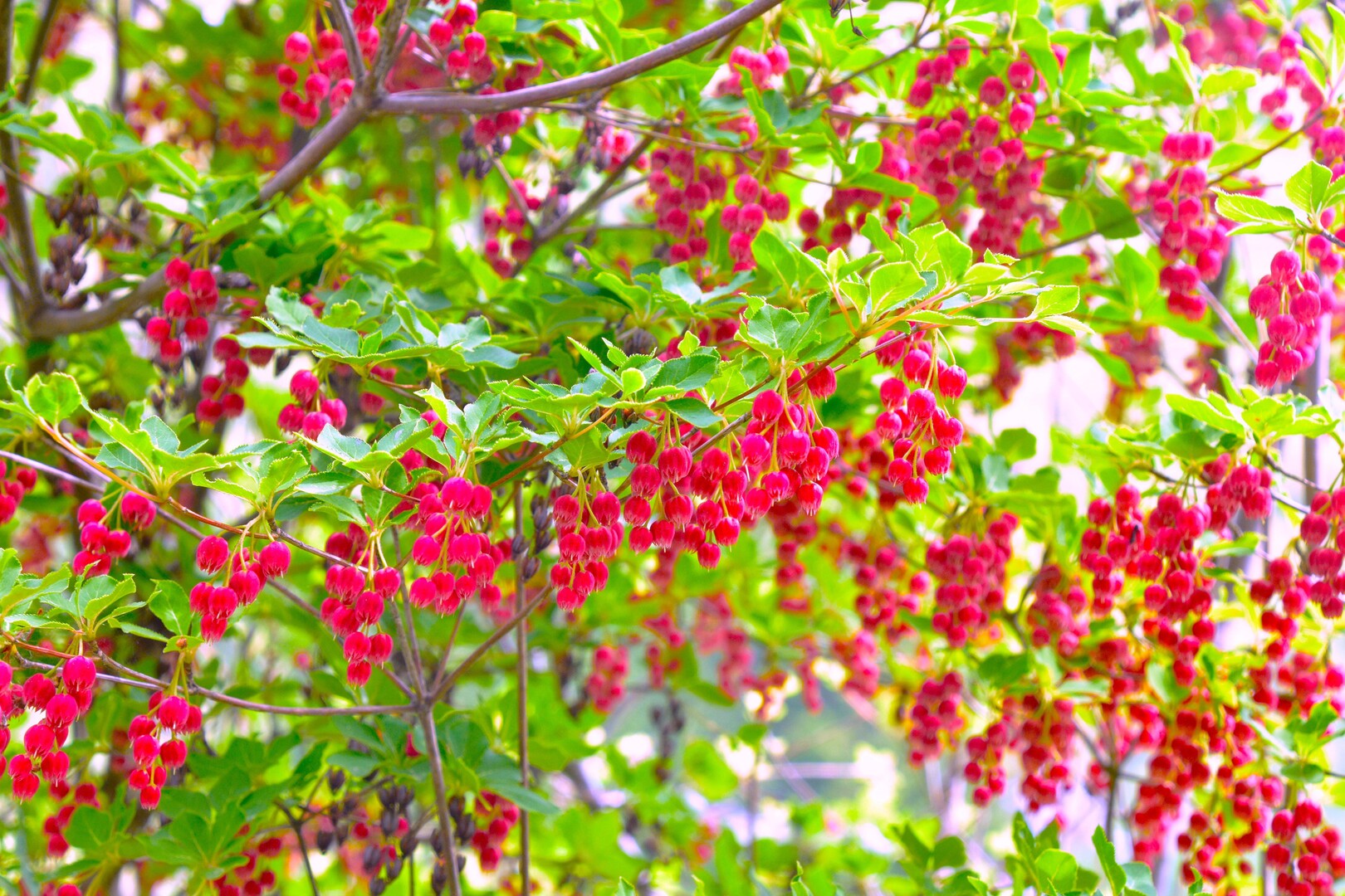 緑滴る 段ヶ峰!! 250回目登頂(YAMAPカウント) / NOBUさんの段ヶ峰・笠杉山・千町ヶ峰の活動データ | YAMAP / ヤマップ