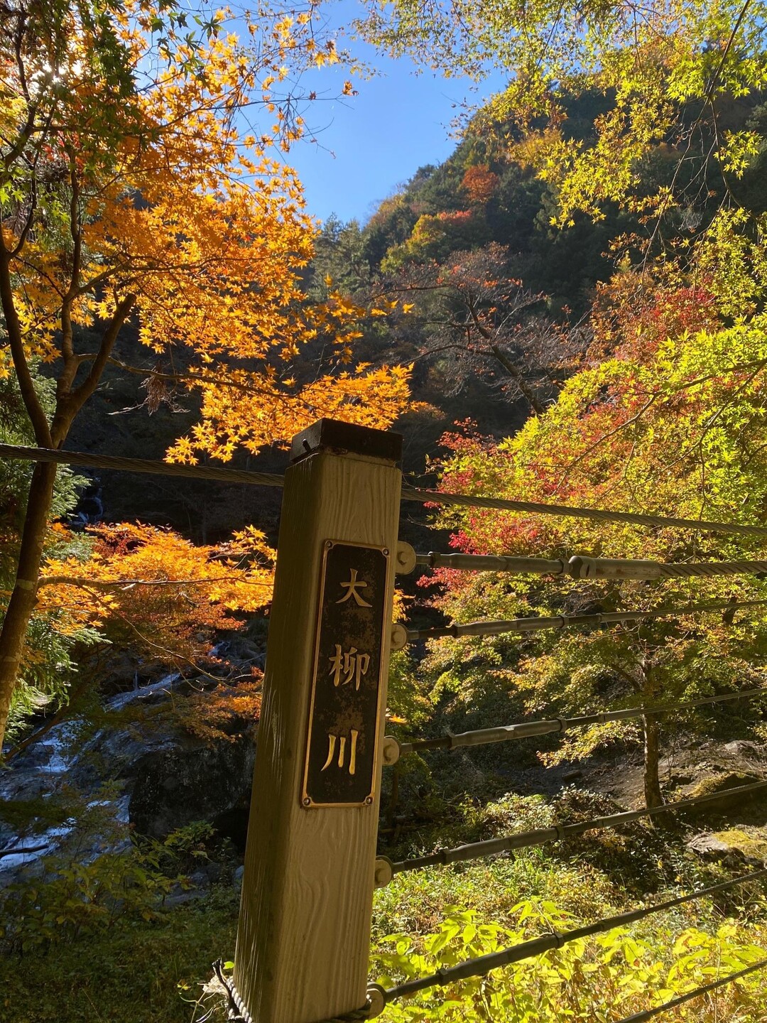 紅葉狩り散歩-2022-11-06 / Mariさんのウォーキングの活動データ | YAMAP / ヤマップ