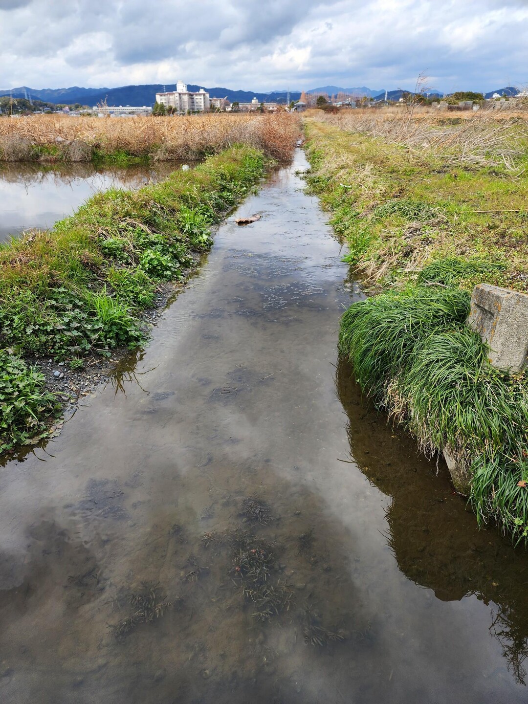 小川 春になるとメダカがいます / climbおっさんさんのモーメント | YAMAP / ヤマップ