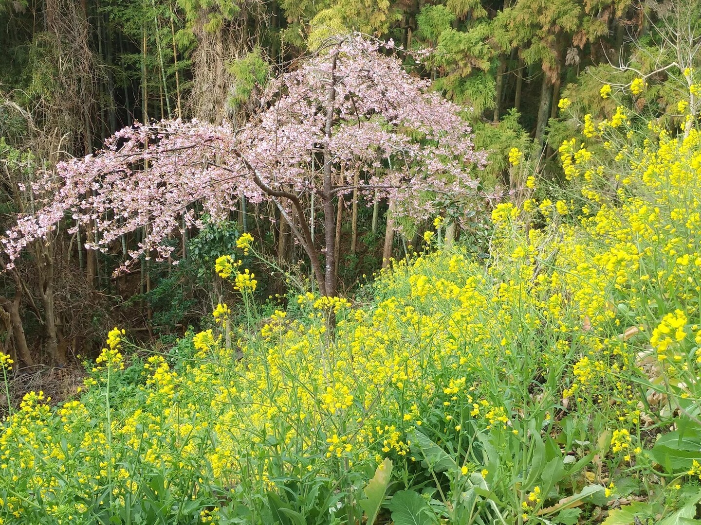 満観峰 / syo-zoさんのウォーキングの活動データ | YAMAP / ヤマップ