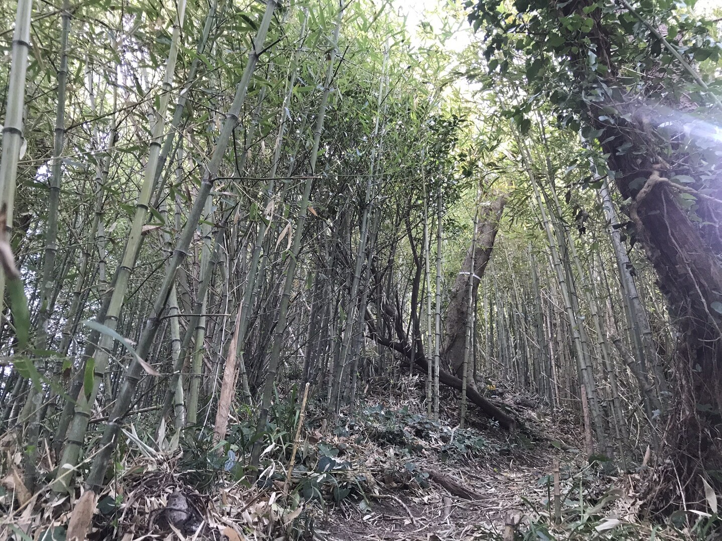 bamboo.misa🎋さんの投稿したフィールドメモ | YAMAP / ヤマップ