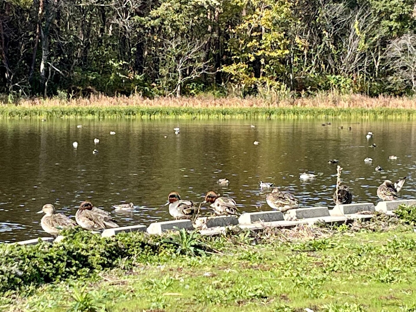 遊歩道ウォーキング-2023-11-15 / w823hさんのウォーキングの活動データ | YAMAP / ヤマップ