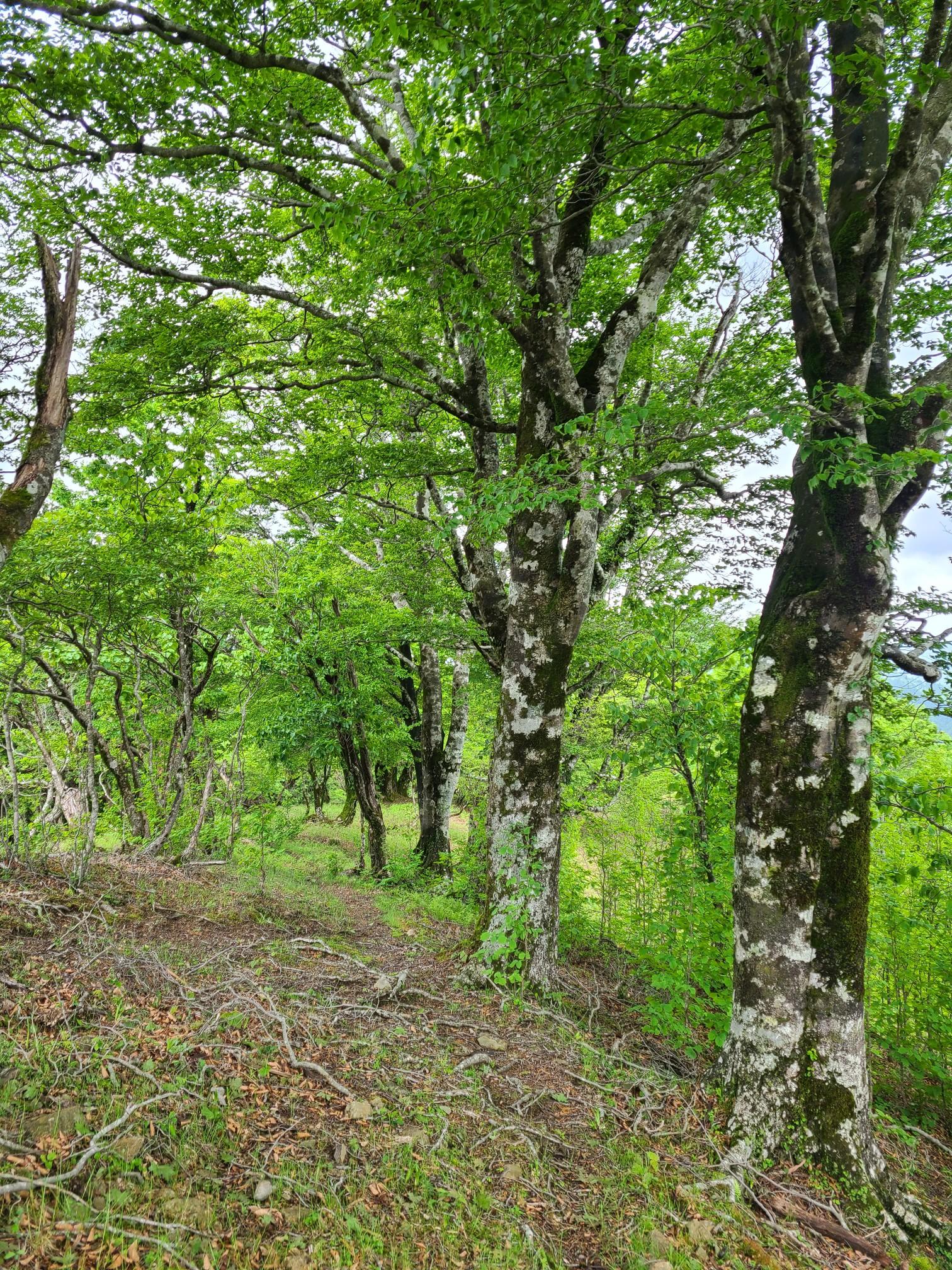 宍粟50名山の三室山へ / secchanさんの三室山・空山の活動データ | YAMAP / ヤマップ