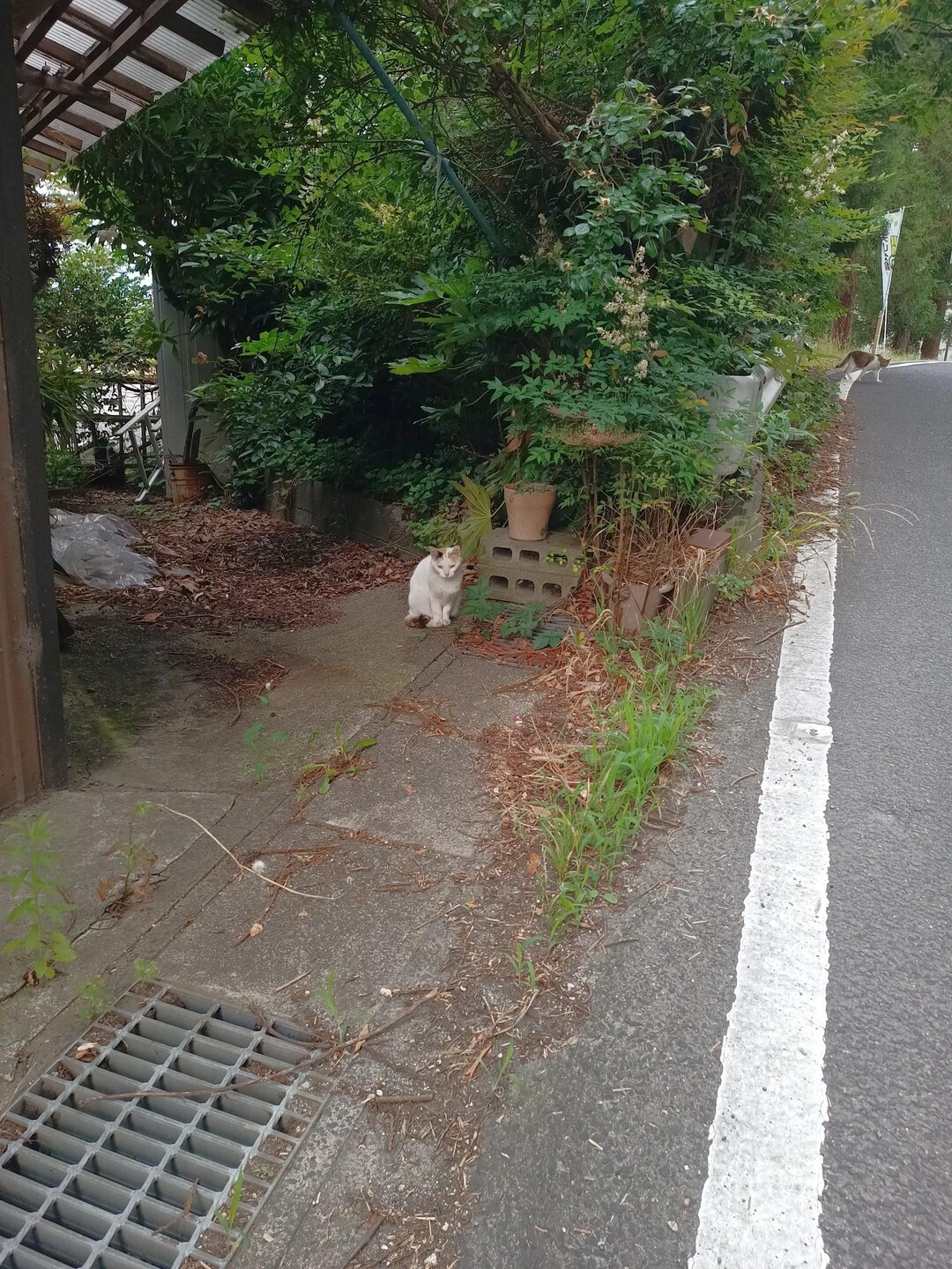 祓川ラン④-2024-06-28 / Nozomiさんのランニングの活動データ | YAMAP / ヤマップ