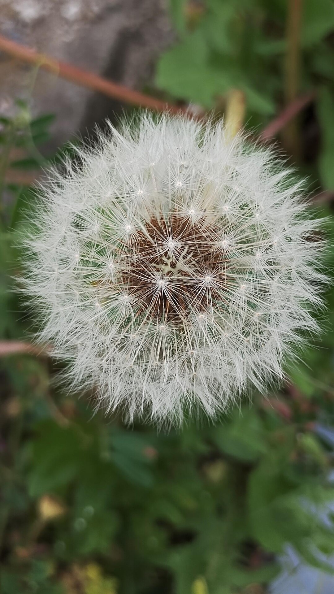 わたげ 花火のようできれいだった(^^... / うるおさんのモーメント | YAMAP / ヤマップ
