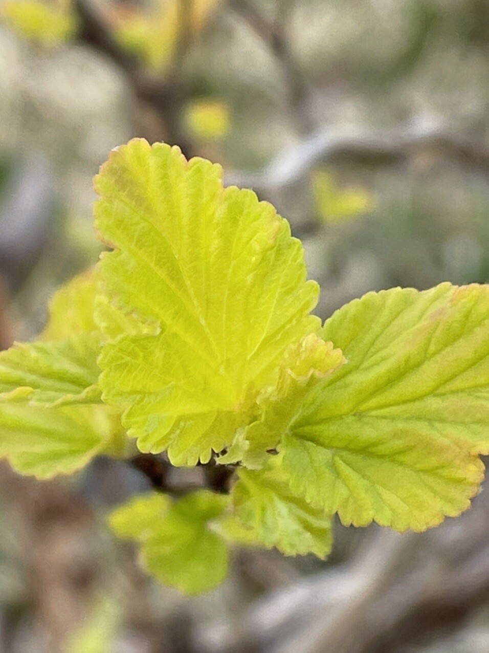 おはよう御座います。 今朝の花便り。vo... / kaizaさんのモーメント | YAMAP / ヤマップ