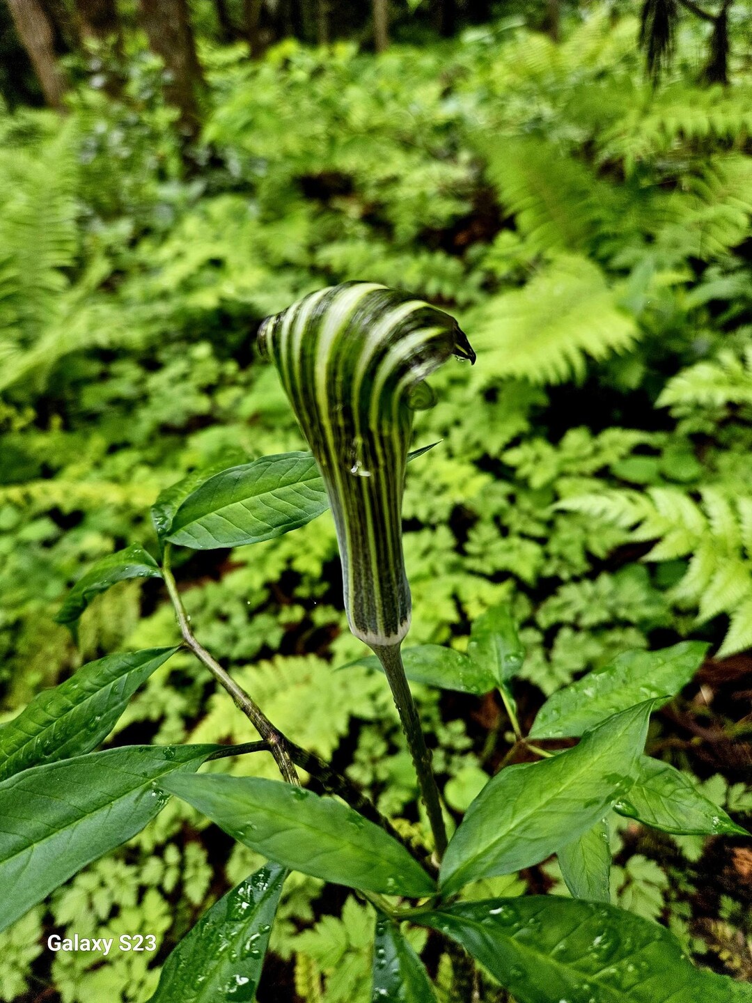 猿毛岳 72 / 一路さんの猿毛岳の活動データ | YAMAP / ヤマップ