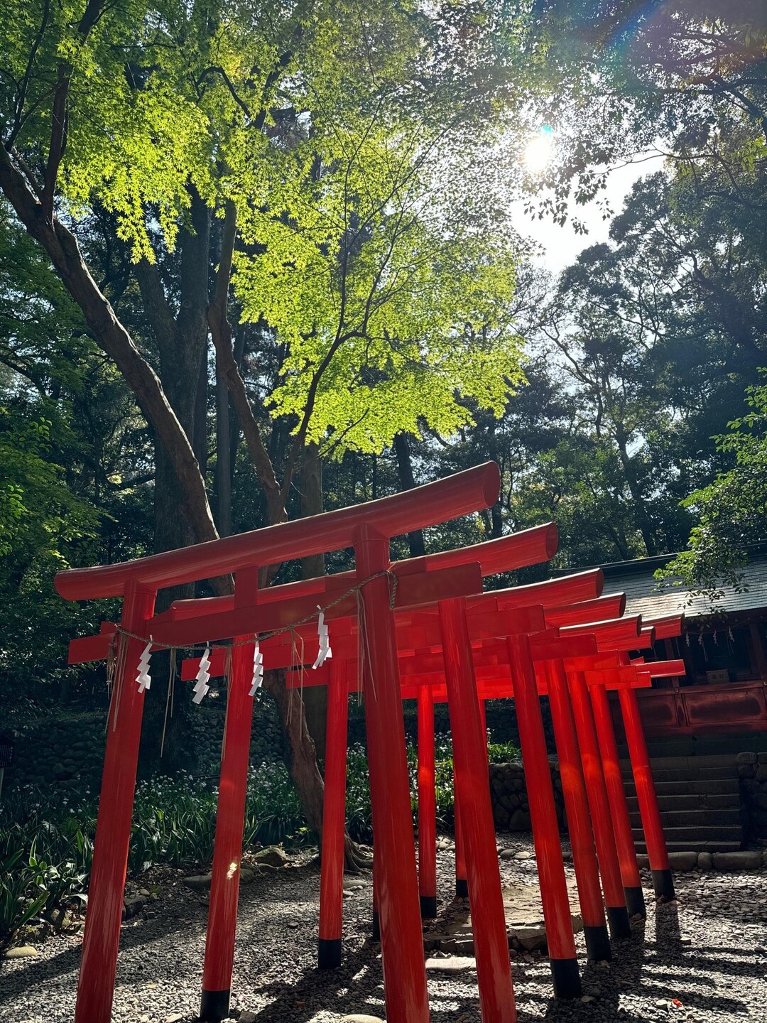50年ぶりくらいかも？久能山 / Asaさんの日本平の活動データ | YAMAP / ヤマップ