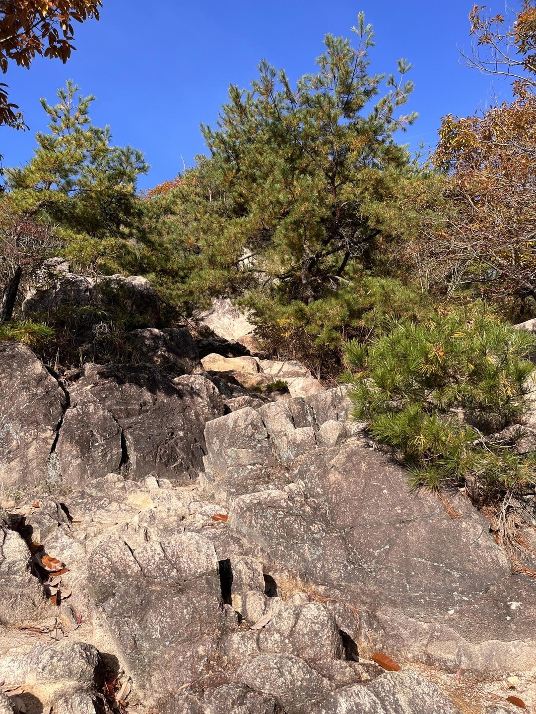 六甲山 / akariさんの六甲山・長峰山・摩耶山の活動日記 | YAMAP / ヤマップ