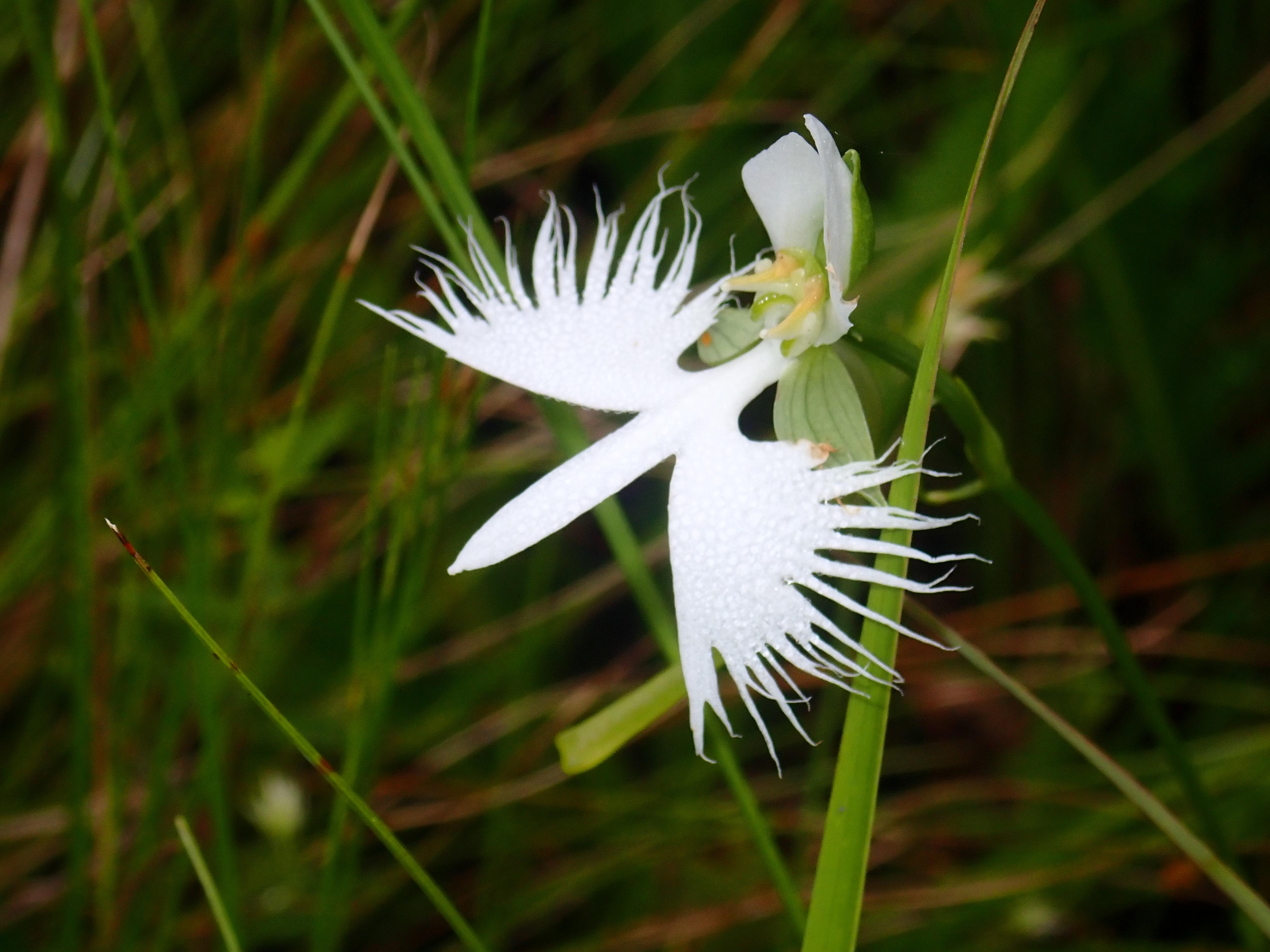 屏風山 / chamokichiさんの屏風山の活動データ | YAMAP / ヤマップ