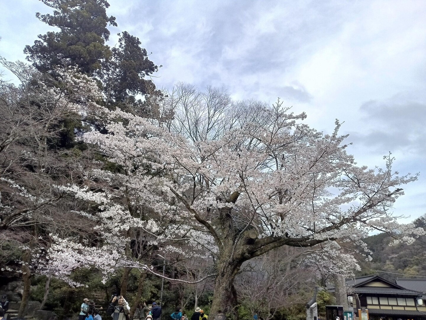 高尾山でボランティアをすることになりまし... / sa-sho-さんのモーメント | YAMAP / ヤマップ