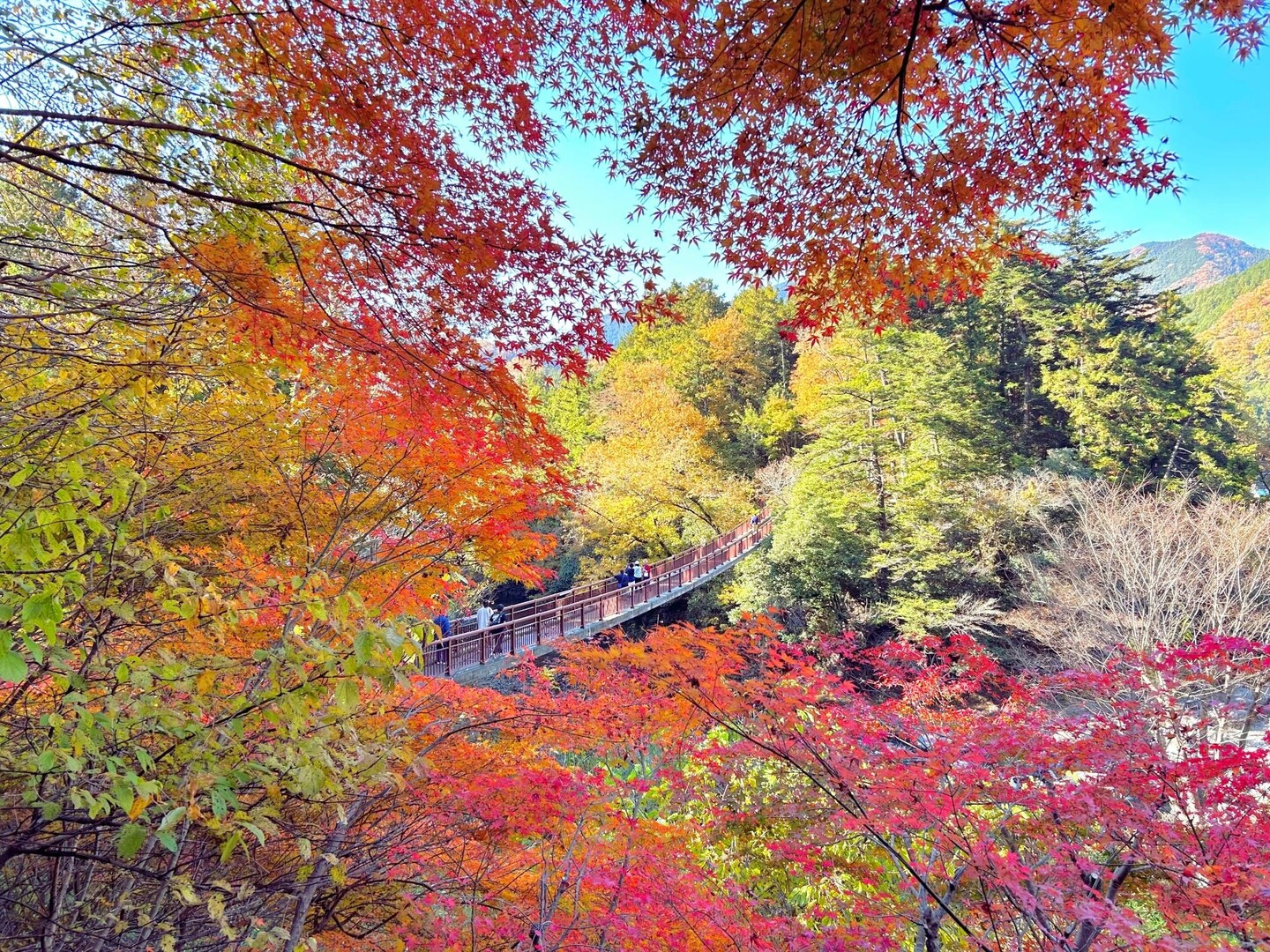 さくっと秋川渓谷 / ririさんの大岳山・御岳山・御前山の活動データ | YAMAP / ヤマップ
