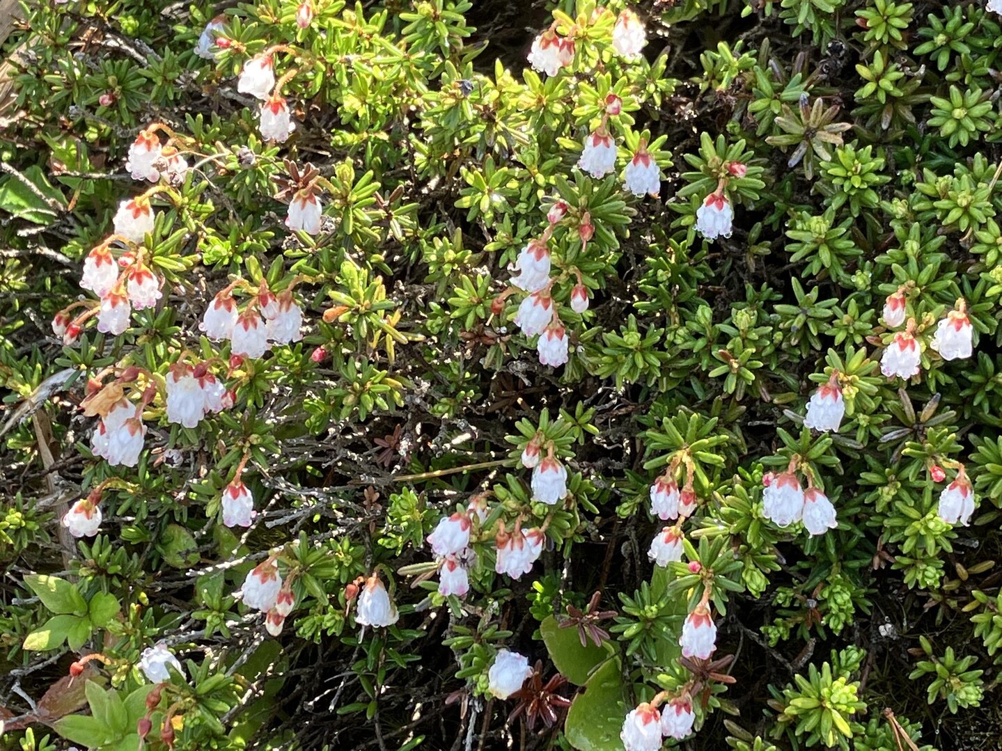 東山・西赤石山・銅山峰 / soraさんの東赤石山・西赤石山・物住頭の活動データ | YAMAP / ヤマップ