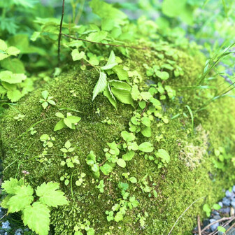 Keiのページ | YAMAP / ヤマップ