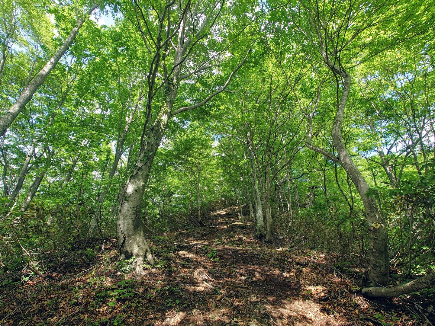 前山・能郷白山 / MIO探検隊さんの能郷白山の活動データ | YAMAP / ヤマップ