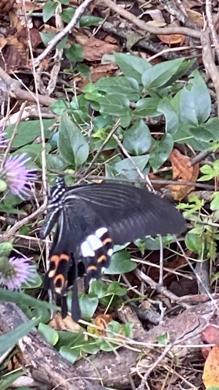 山歩 荒神山 林道 狸看板迄😅 蒸し... / AOさんのモーメント | YAMAP / ヤマップ
