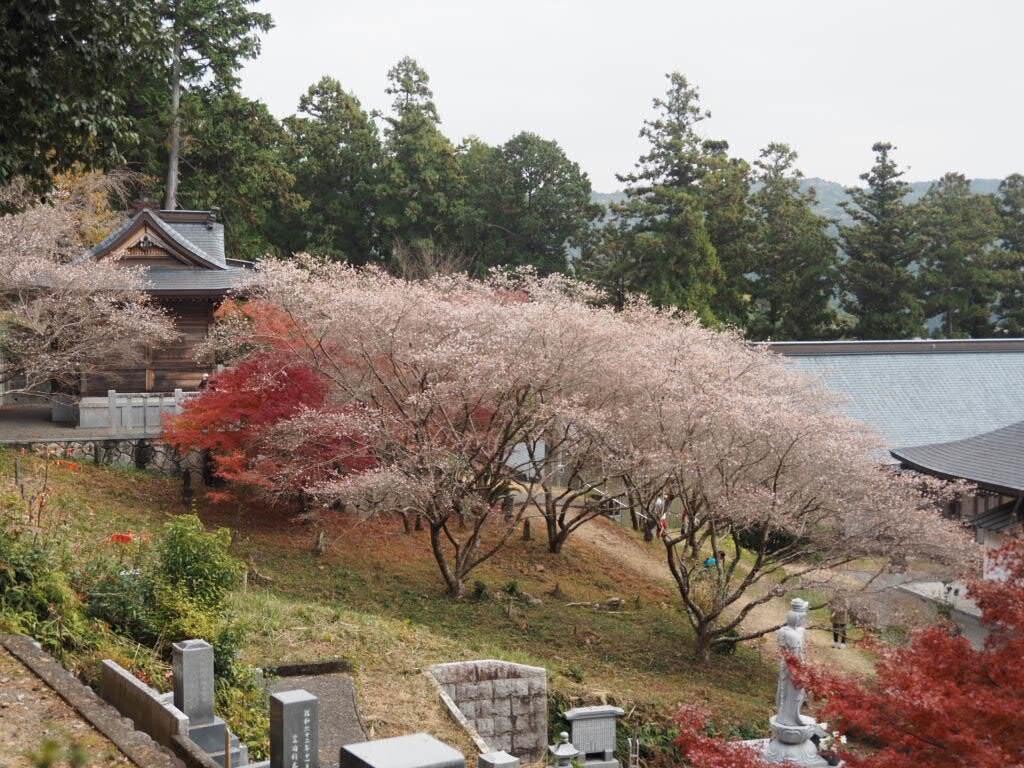 2023.12.7 光明寺 紅葉🍁と四... / hiichan34さんのモーメント | YAMAP / ヤマップ