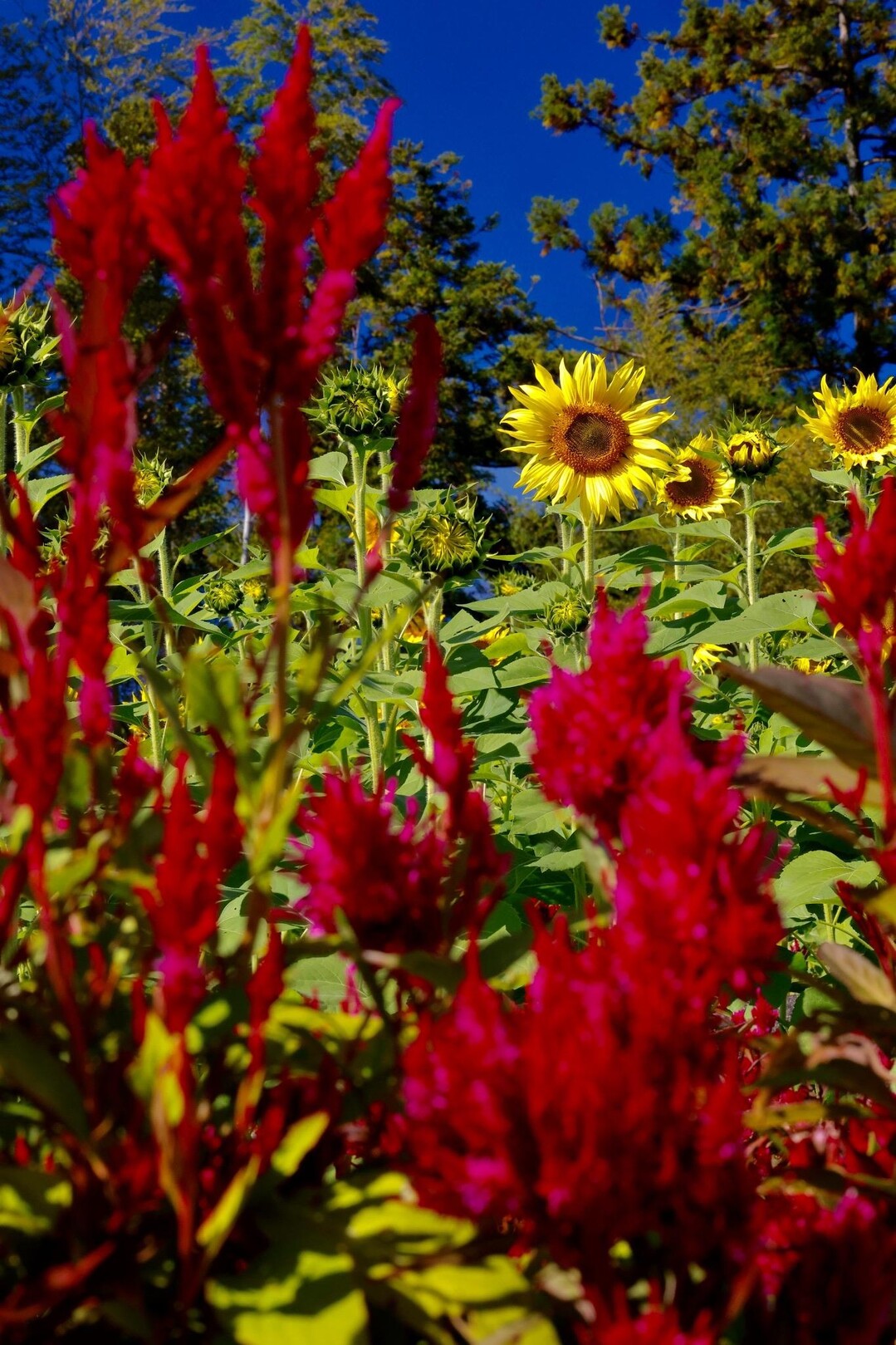 「山田ひまわり園」 秋に咲くひまわりとケ... / Koki・Fさんのモーメント | YAMAP / ヤマップ