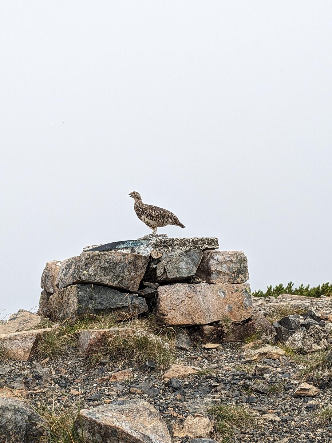 上河内岳 / yasu1979さんの聖岳・大沢岳・光岳の活動データ | YAMAP / ヤマップ