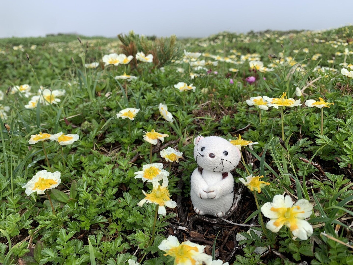大雪山 黒岳〜旭岳縦走 / ARさんの大雪山系・旭岳・トムラウシの活動データ | YAMAP / ヤマップ
