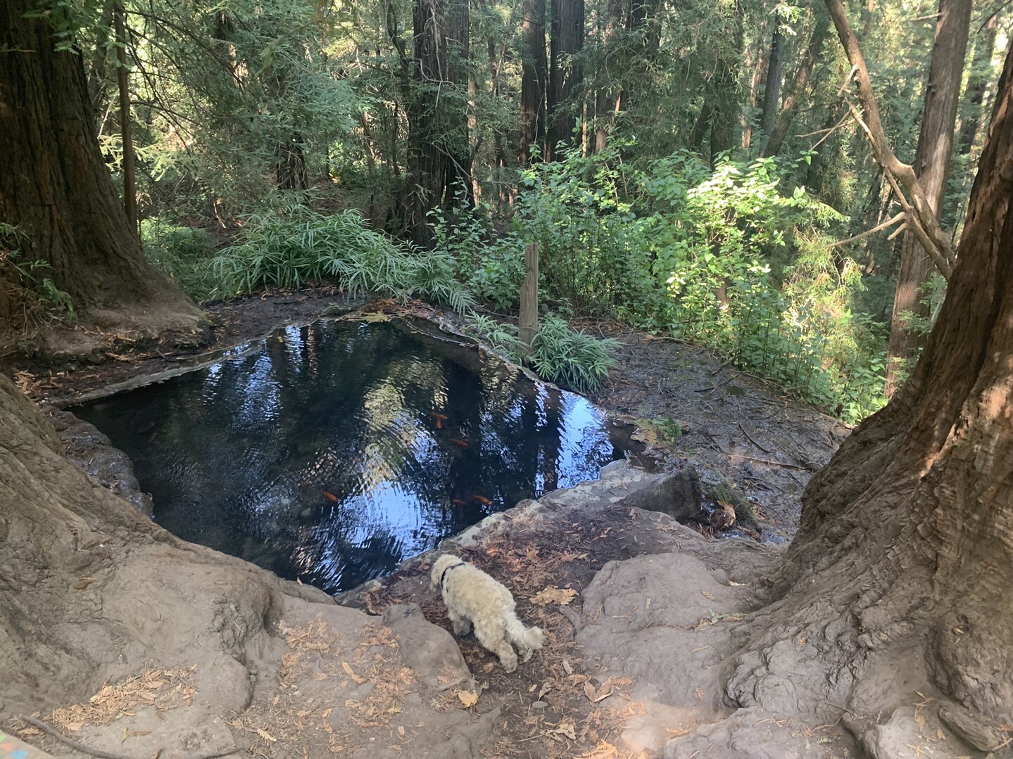 Pogonip trail-2022-09-12 / Biscottyさんのウォーキングの活動データ | YAMAP / ヤマップ