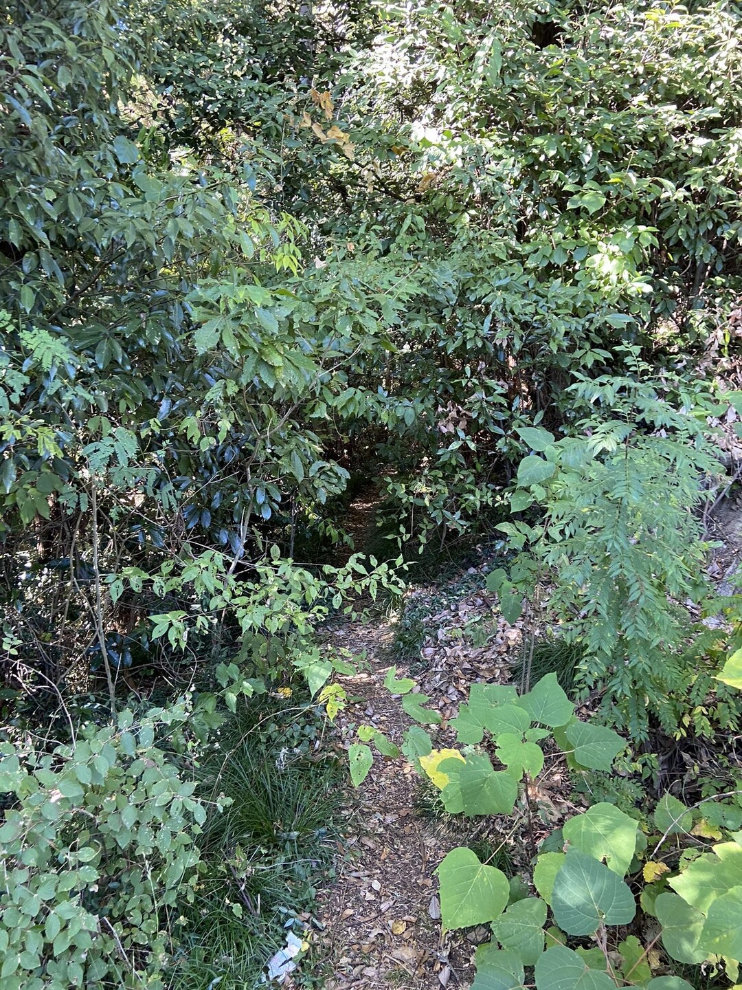 aishiさんの投稿したフィールドメモ | YAMAP / ヤマップ