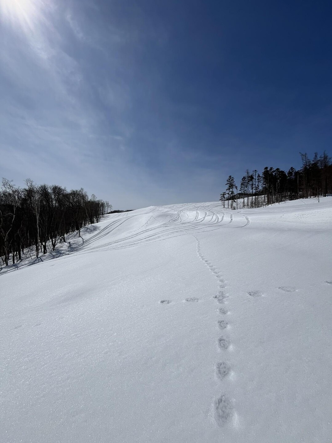 パトロールdeお初 石倉山 / SUGAさんの春香山・銭函峠・銭函天狗山の活動データ | YAMAP / ヤマップ