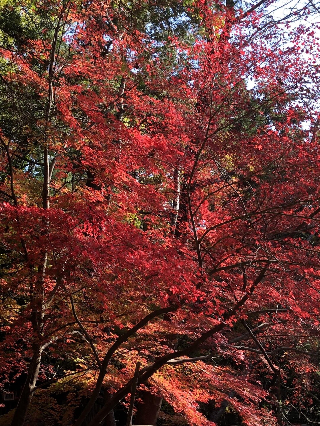 ’23-No.137 城山 / トカロさんの湯川山・城山・孔大寺山の活動データ | YAMAP / ヤマップ