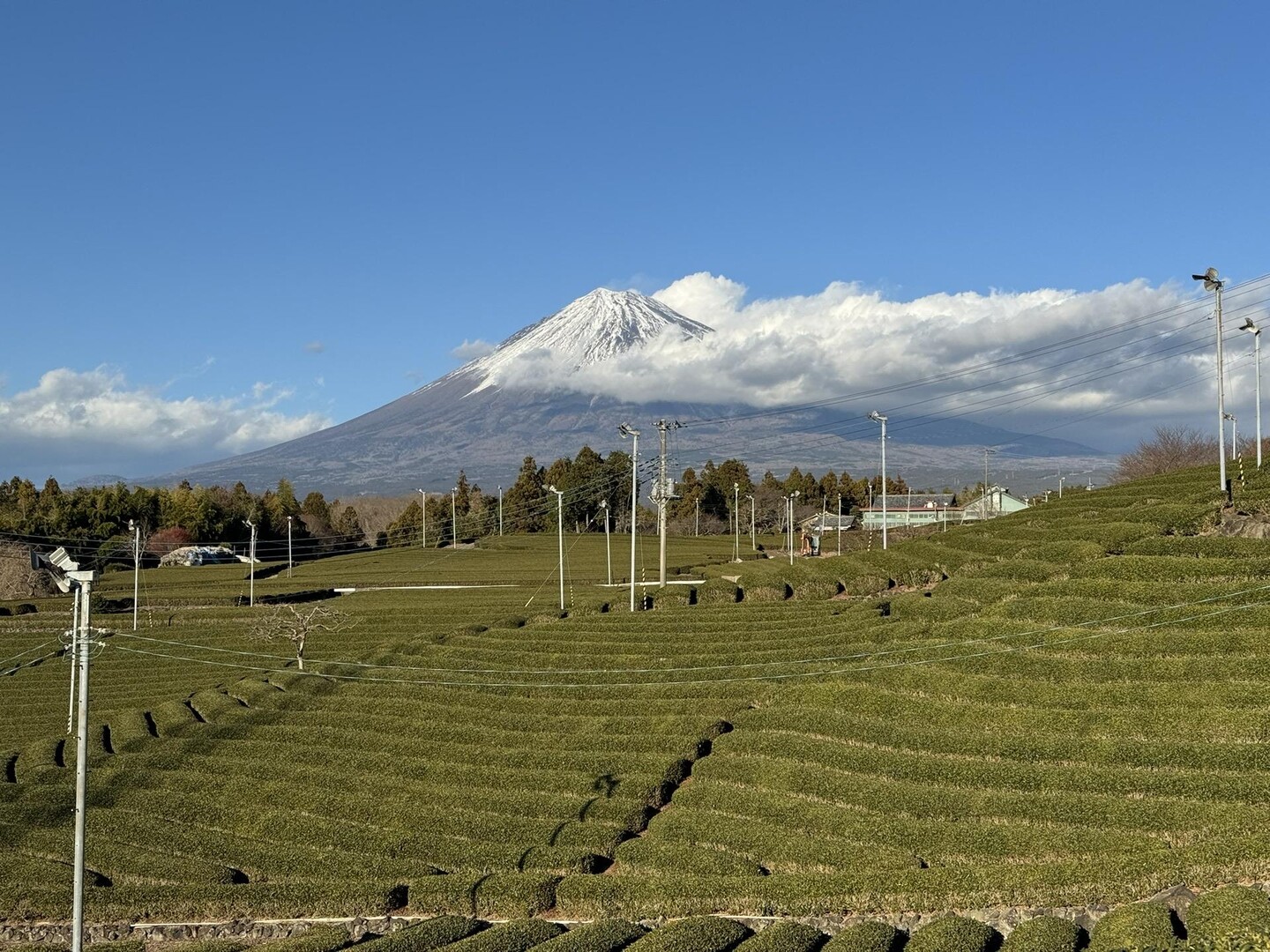 天間の茶畑 / ta614さんの富士市の活動データ | YAMAP / ヤマップ