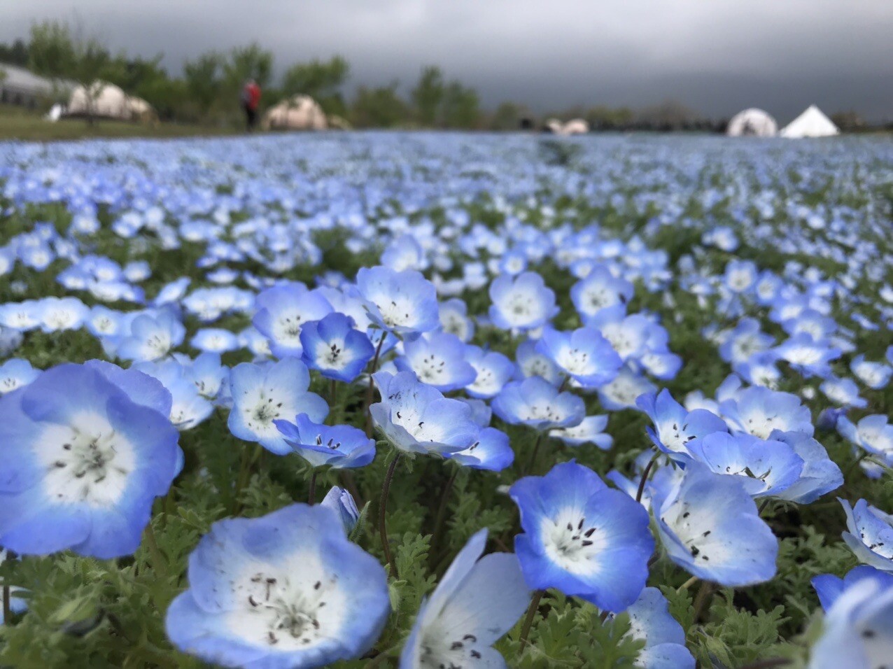 くじゅう花公園🌸 / kumiさんのモーメント | YAMAP / ヤマップ