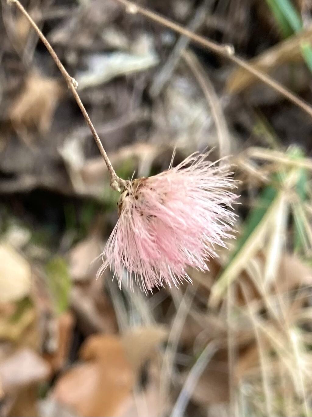 聖峰 / miiさんの大山の活動データ | YAMAP / ヤマップ