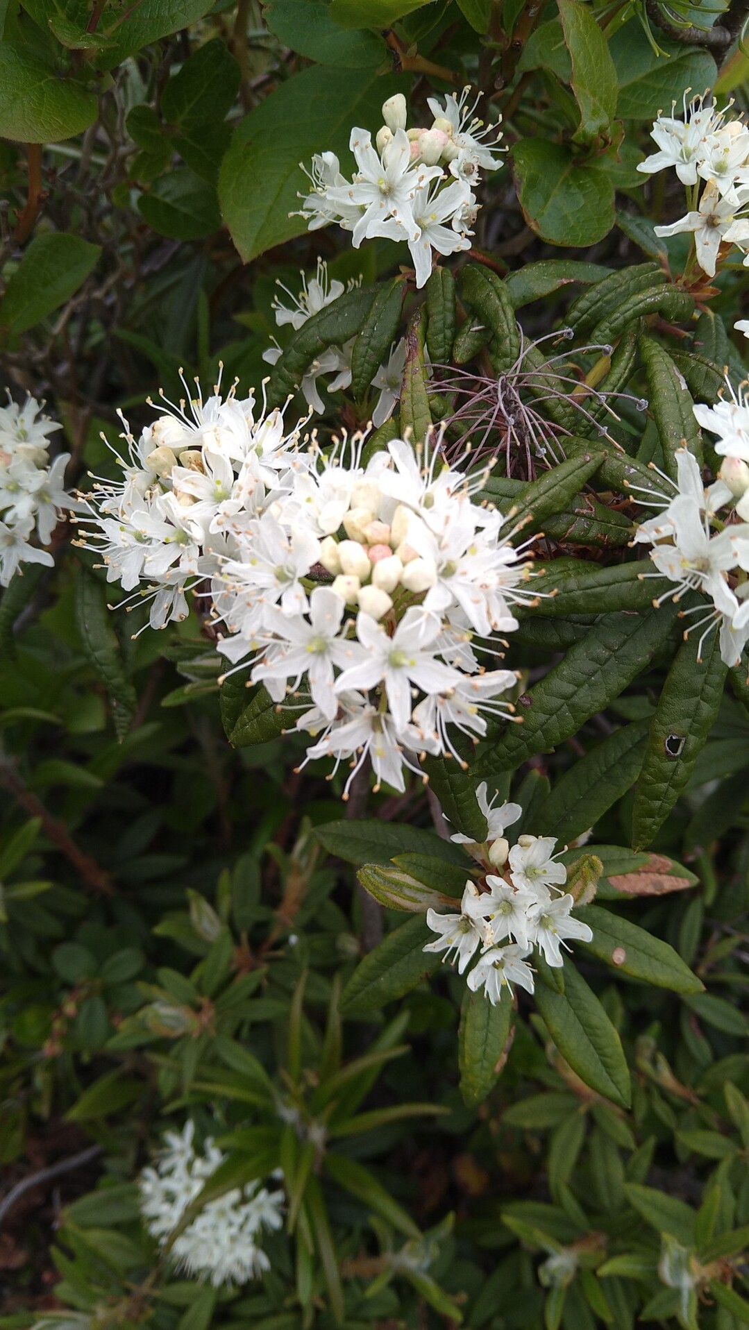 2022.06.04(土) 10:52 / cocoさんのモーメント | YAMAP / ヤマップ