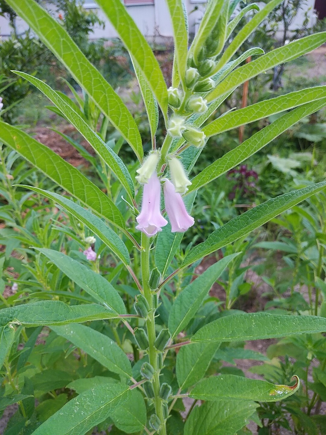 発表です☺️ ①7/28 第2問のピン... / Mt.OKA🎃さんのモーメント | YAMAP / ヤマップ