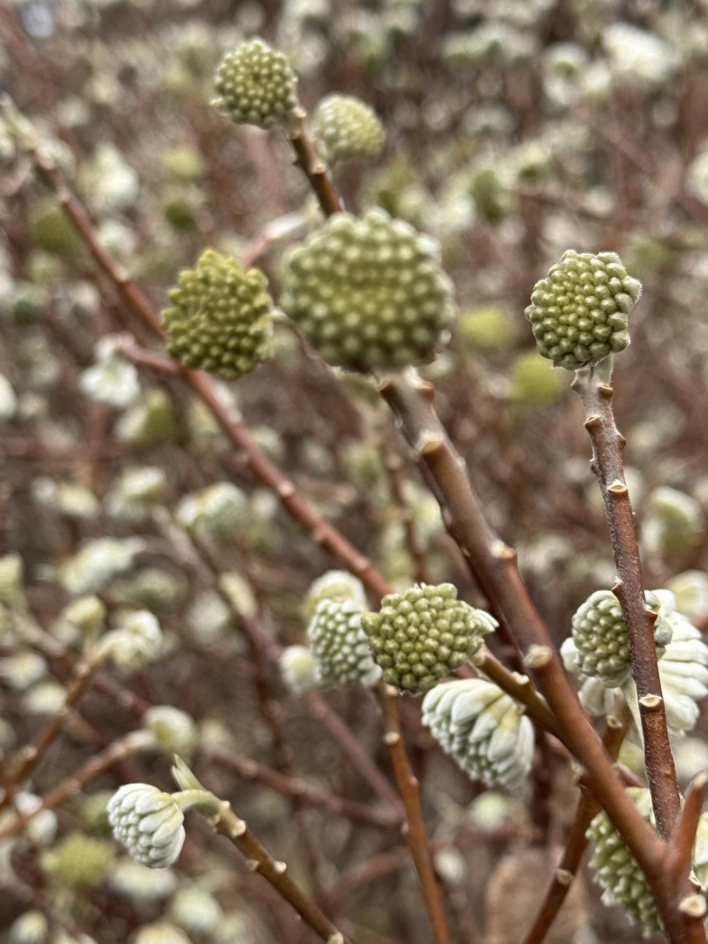 『春の妖精🧚』セリバオウレンが見たくて... / cobalt さんのモーメント | YAMAP / ヤマップ
