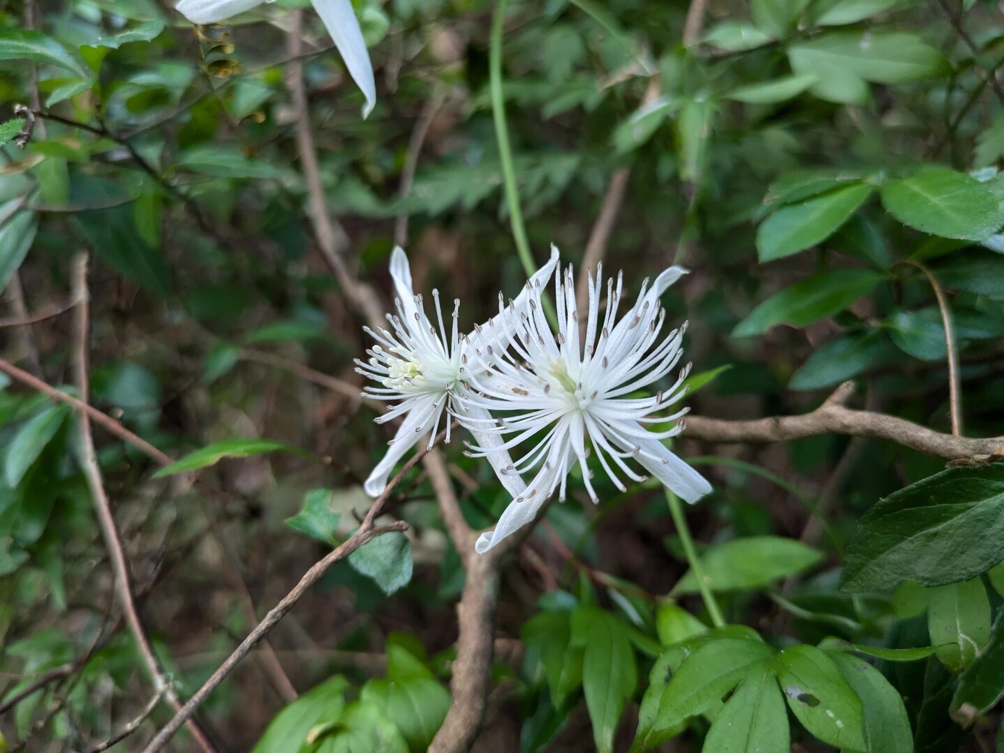 石割岳・平野岳 / you1さんの石割岳・平野岳の活動データ | YAMAP / ヤマップ