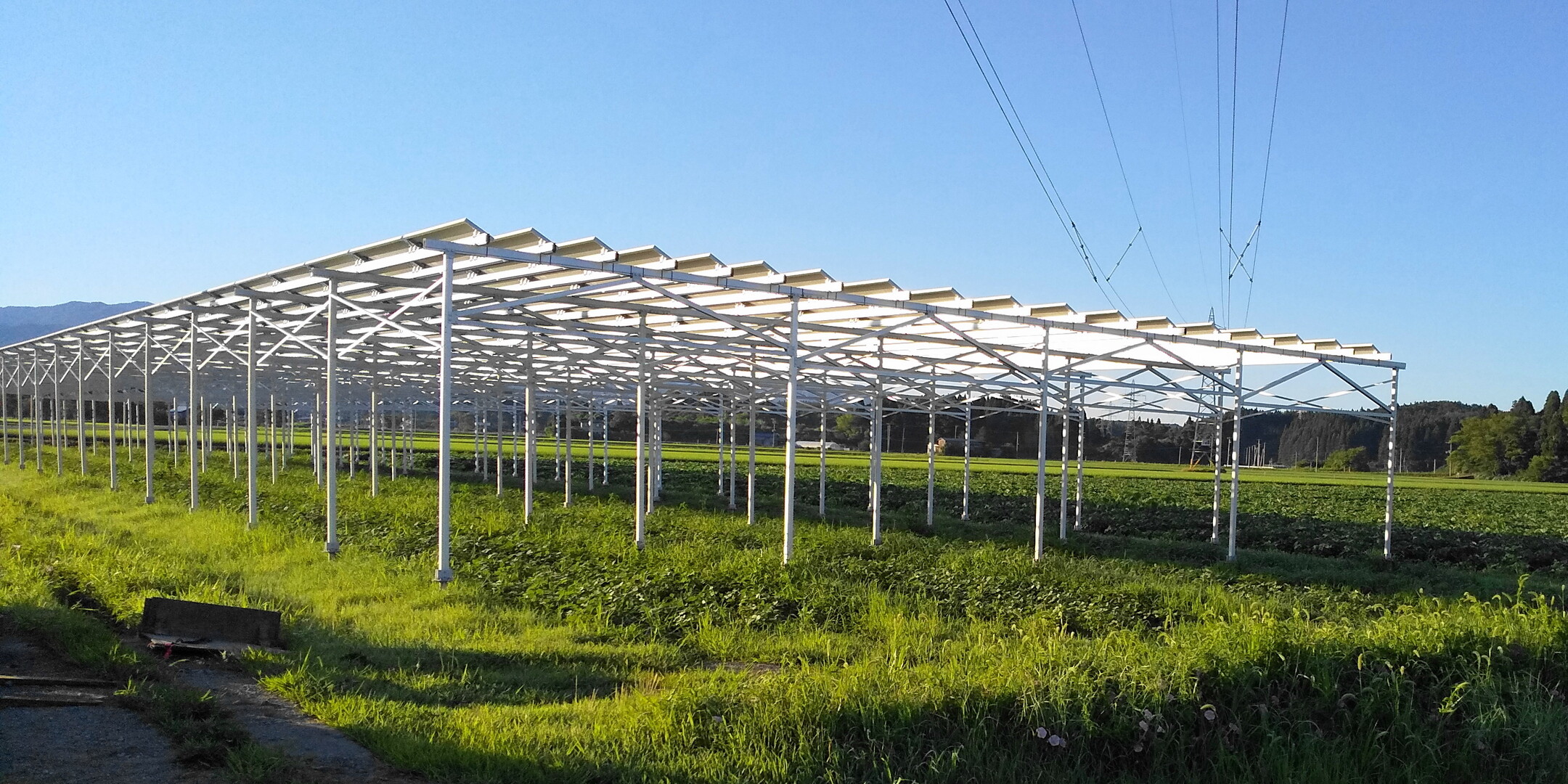 早朝のランニングです、 ちょうど枝豆の収... / shunさんのモーメント | YAMAP / ヤマップ