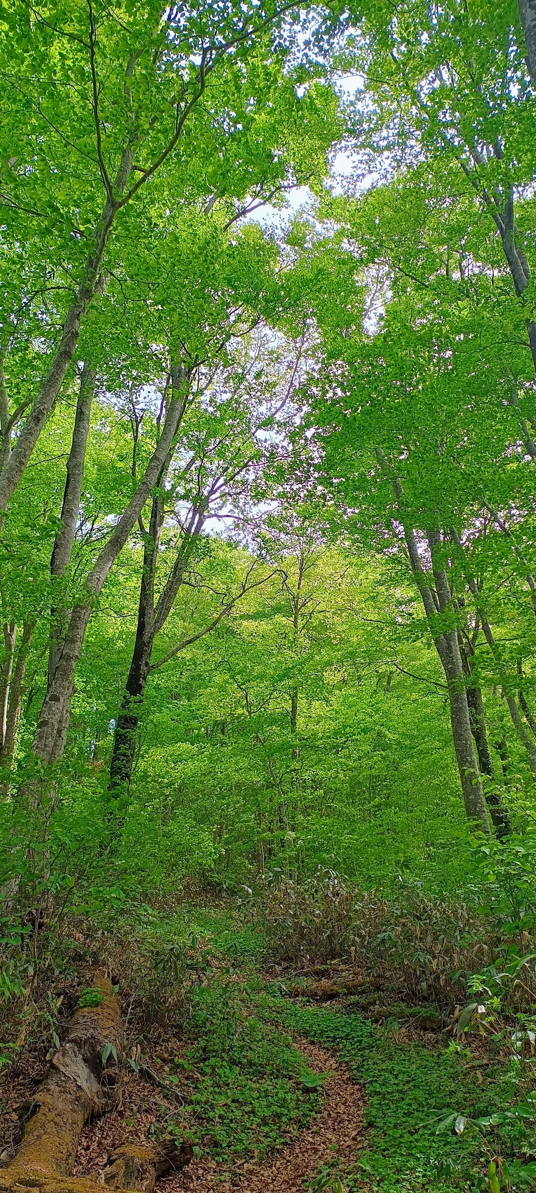 白岩岳 / EMMAさんの和賀岳・薬師岳・高下岳の活動データ | YAMAP / ヤマップ