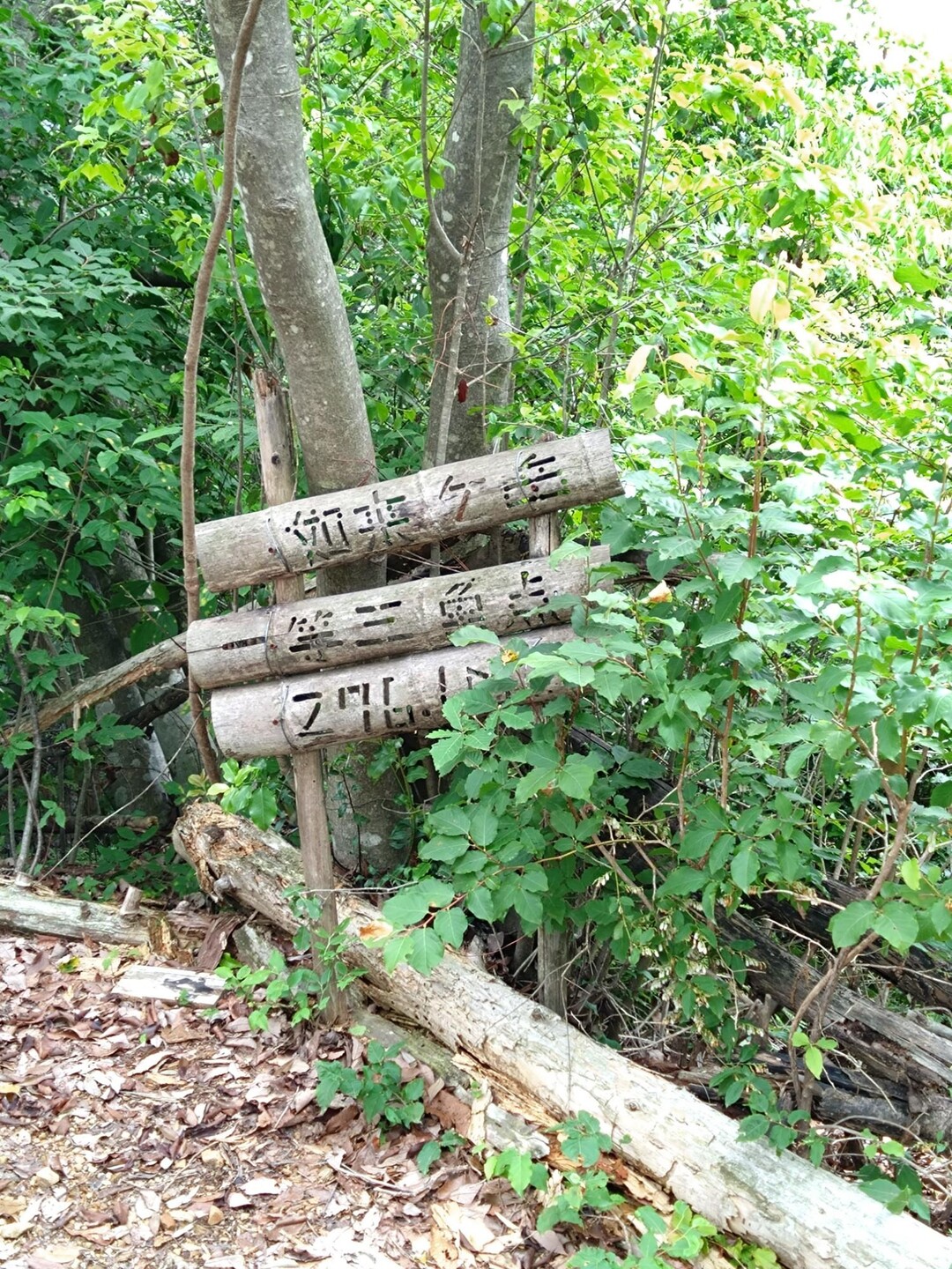 如来ヶ岳 / macharuさんの城ヶ峰の活動データ | YAMAP / ヤマップ