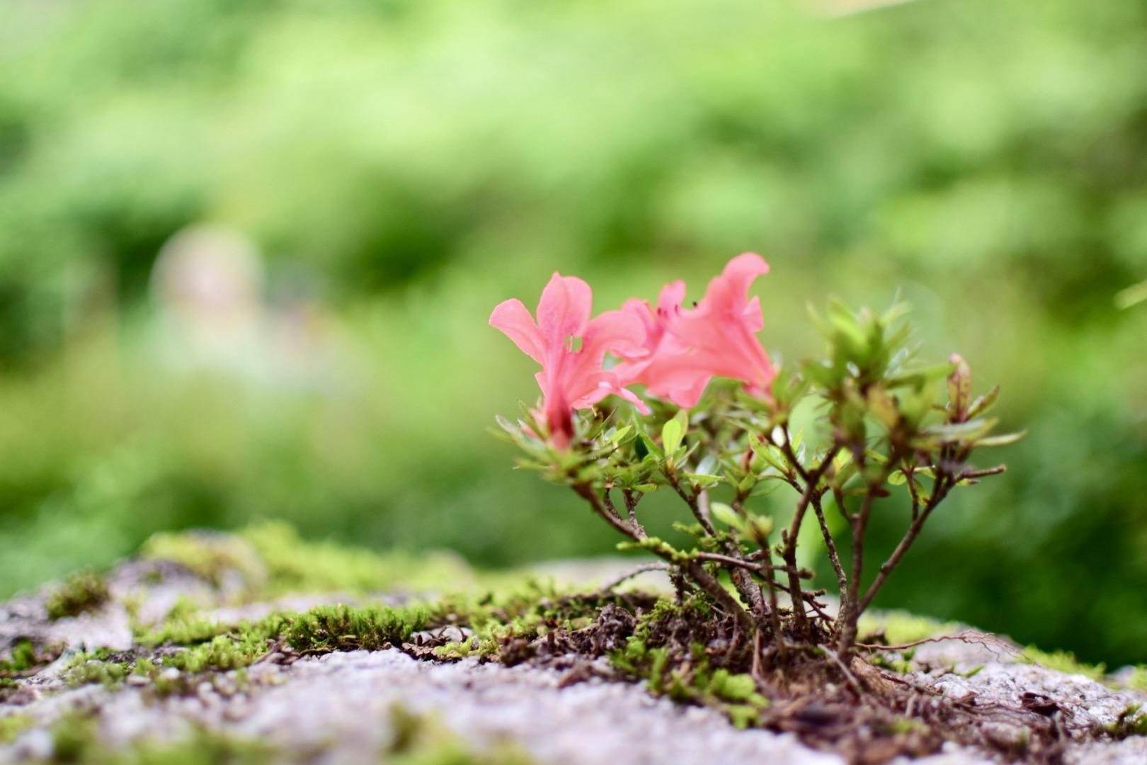 毎年恒例可愛いあの子に会いに🌸No-Peakで油山 / めぐみさんの油山・荒平山・片縄山の活動日記 | YAMAP / ヤマップ