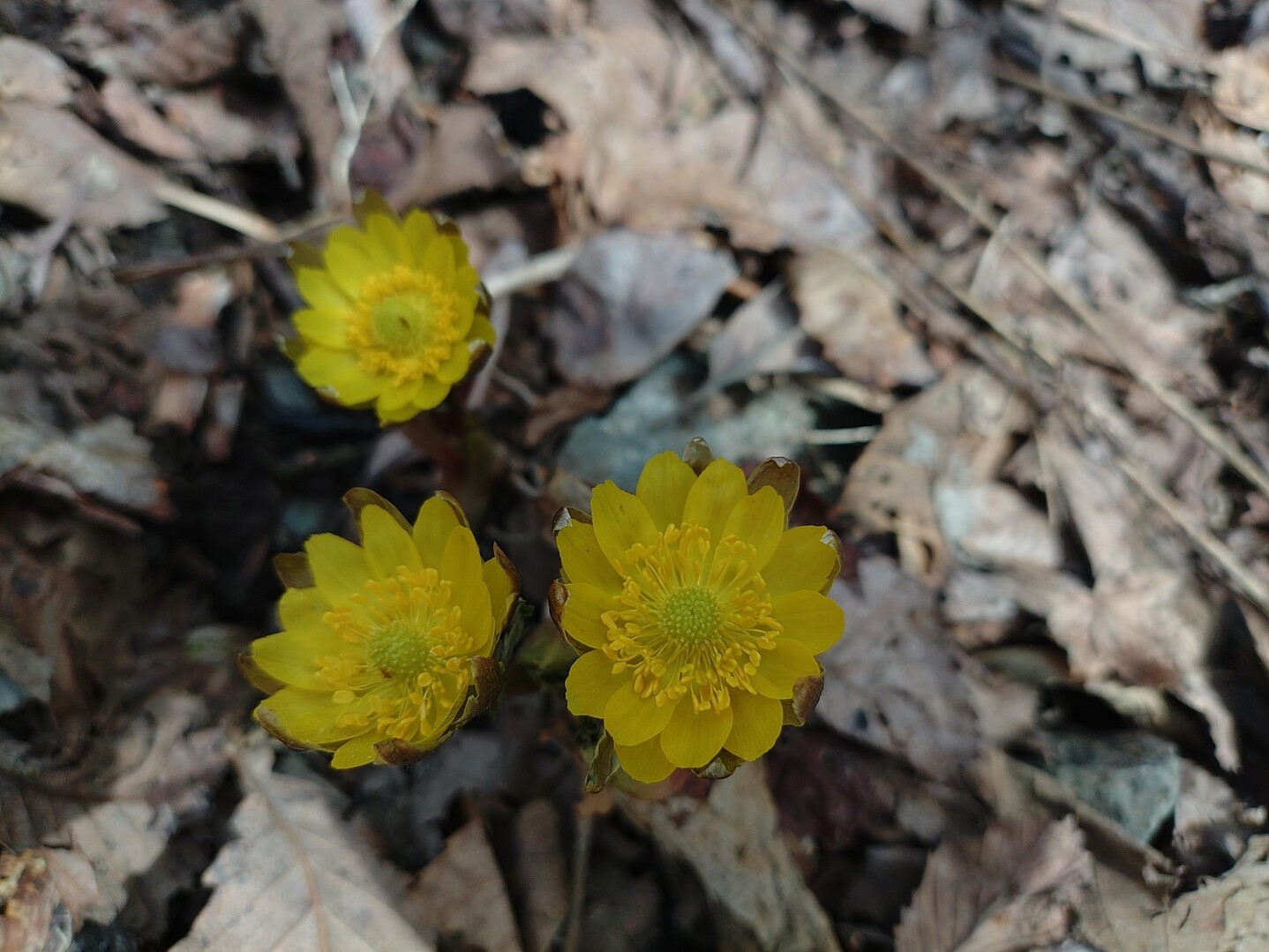2024_04_07_穴目ヶ岳 / bakkyさんの穴目ヶ岳の活動日記 | YAMAP / ヤマップ