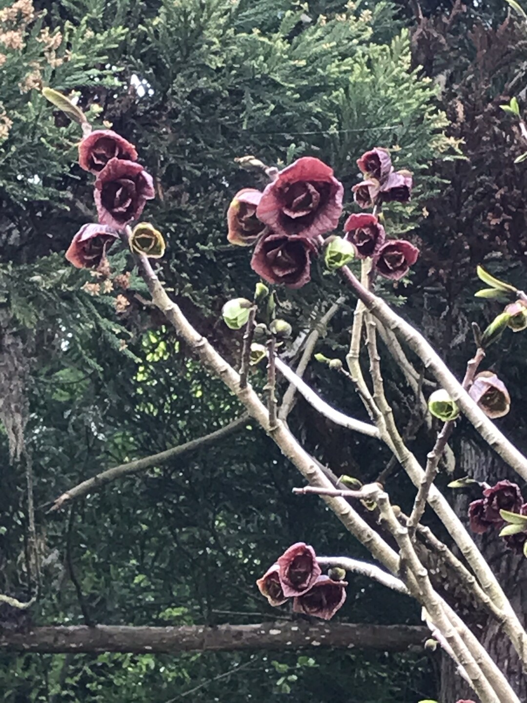 初めて見たPart2 ポポーの花 / pongoさんのモーメント | YAMAP / ヤマップ