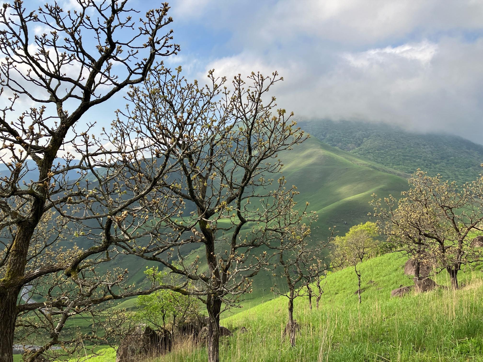 NP(ﾉｰﾋﾟｰｸ)お花詣で / Hanamamさんの由布岳・鶴見岳の活動データ | YAMAP / ヤマップ