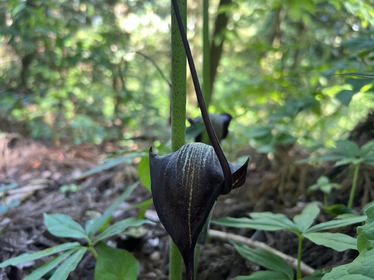 1MJ / 豊さんの文殊山の活動データ | YAMAP / ヤマップ