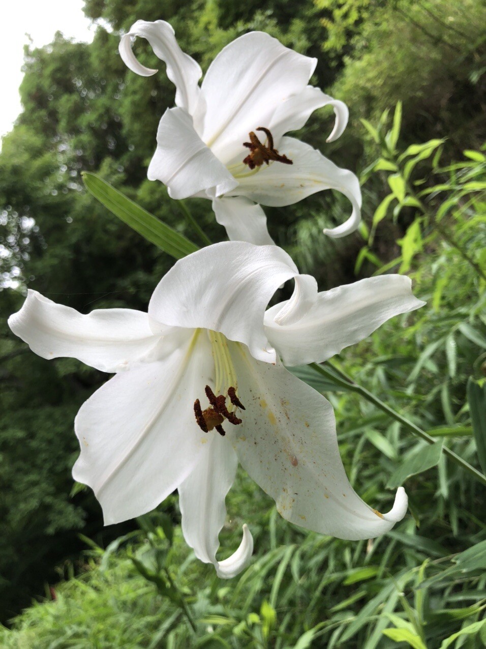 みたけの森(岐阜・御嵩町)でササユリたち... / yabuさんのモーメント | YAMAP / ヤマップ