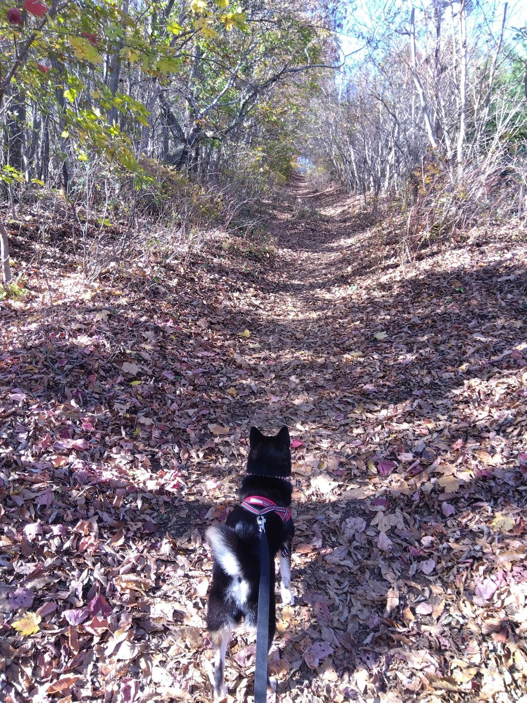 秩父の丸山ワンコと散歩 / k.mimuさんの丸山の活動データ | YAMAP / ヤマップ