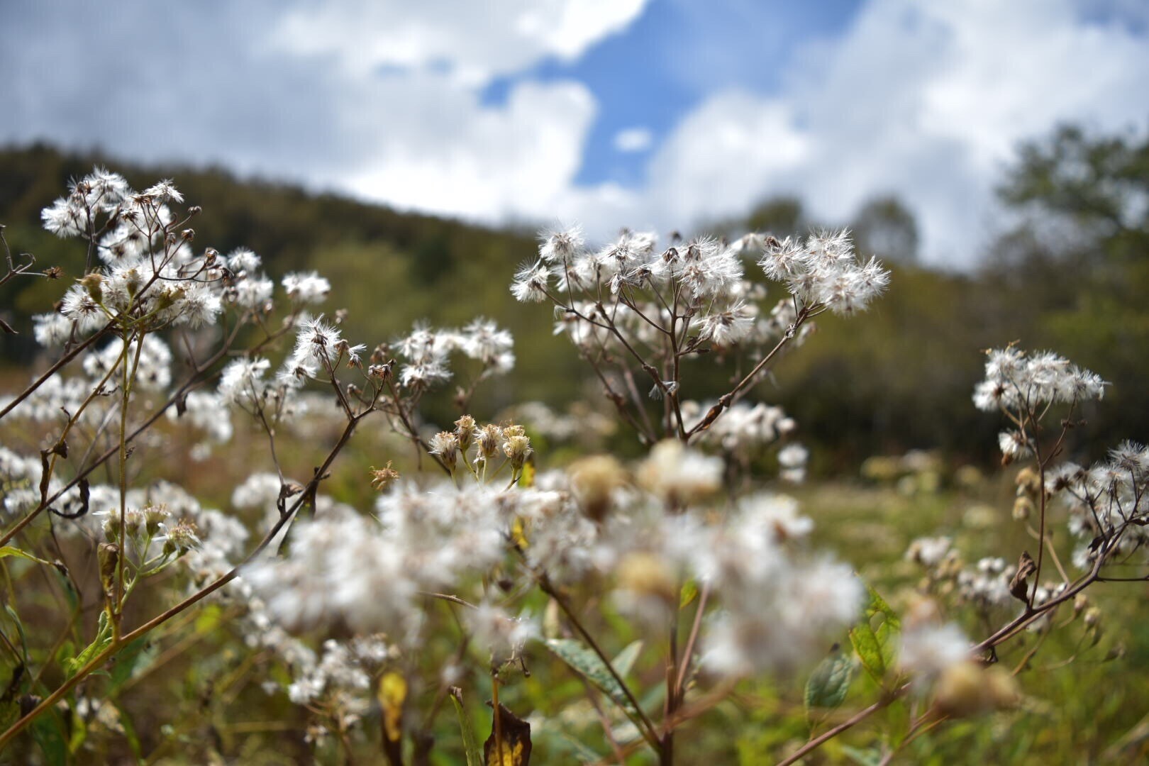 入笠山1955m / ゆうかさんの入笠山の活動データ | YAMAP / ヤマップ