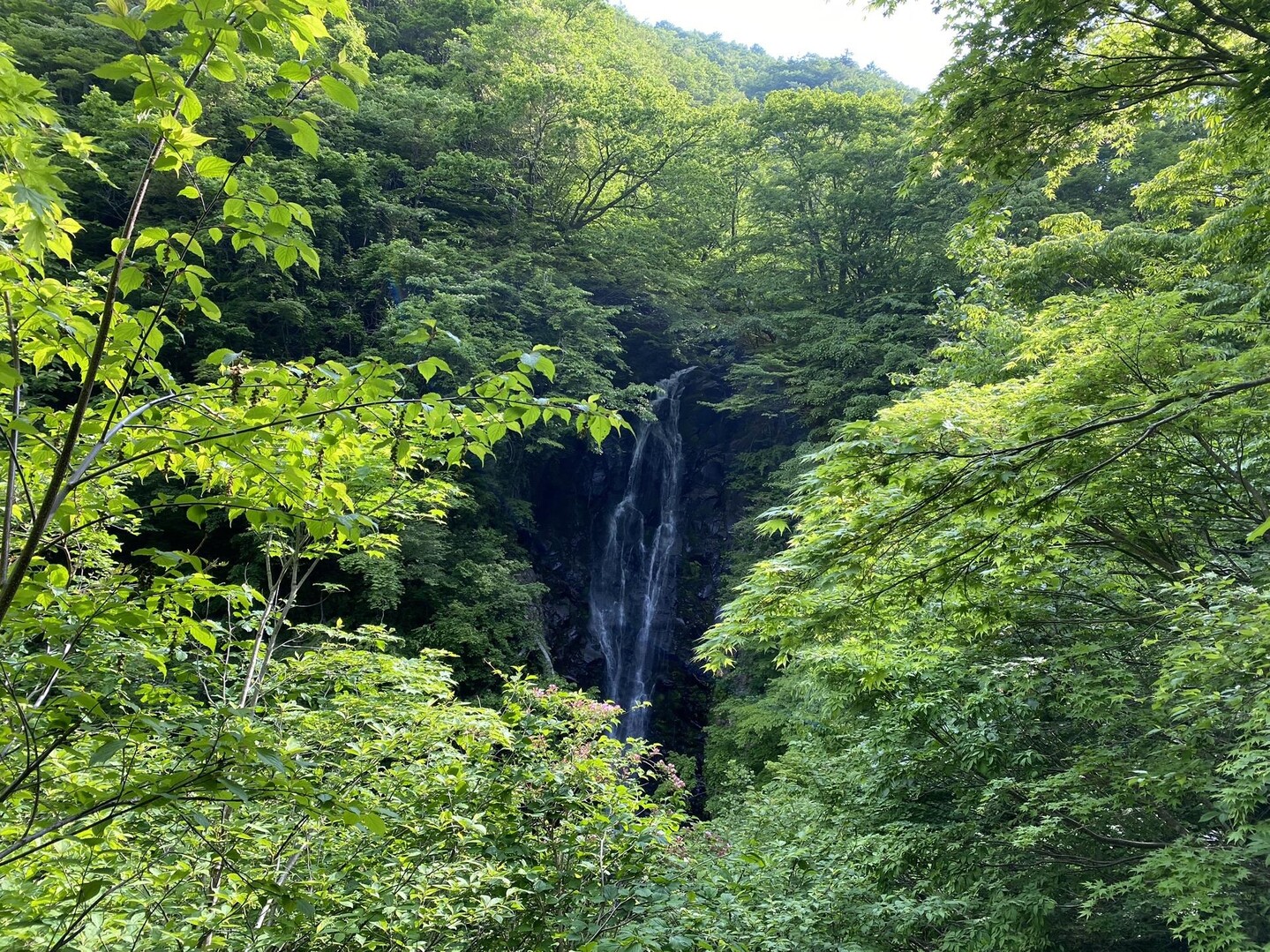 取立山 / nobさんの取立山の活動データ | YAMAP / ヤマップ